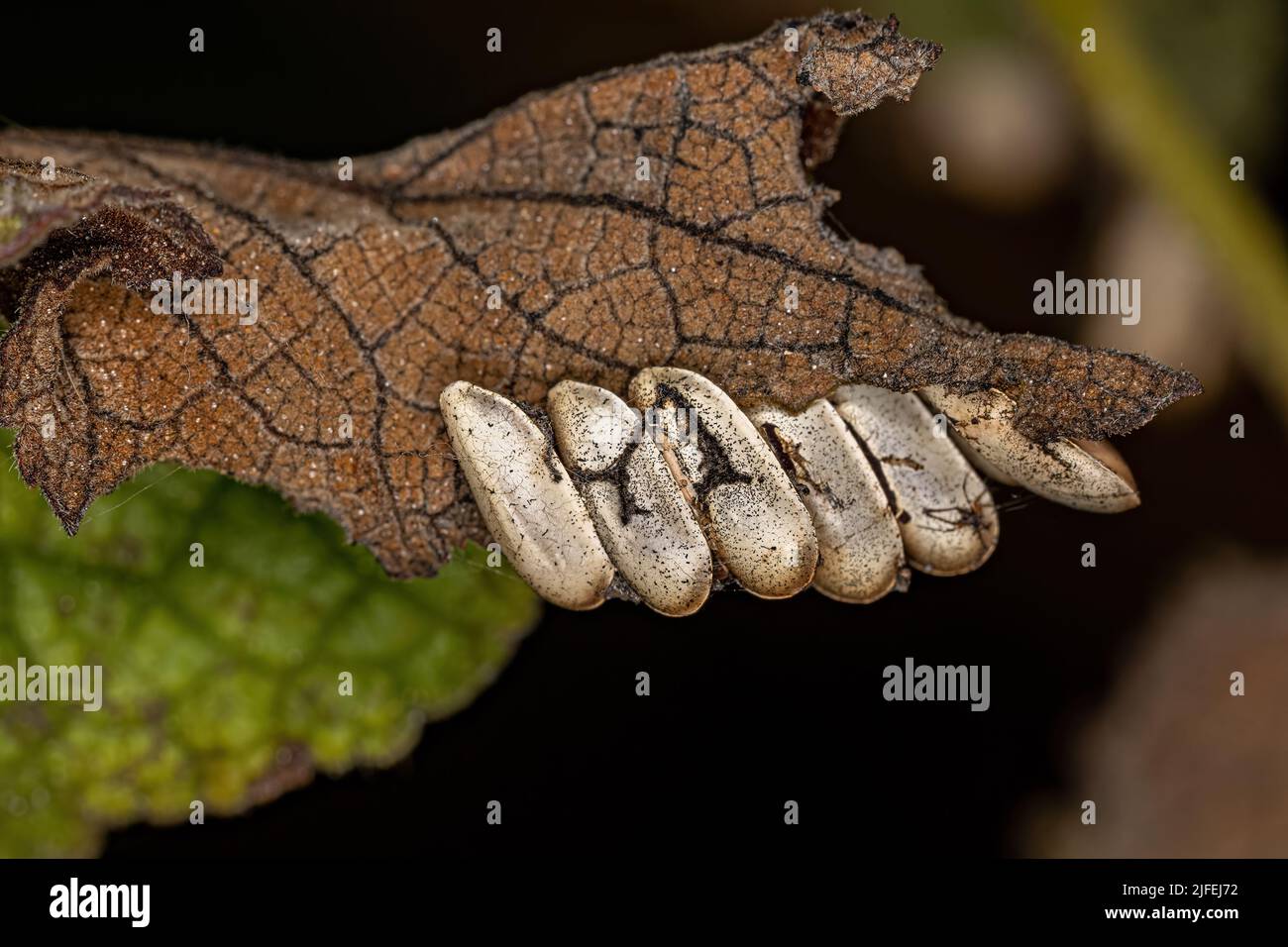 Grasshopper eggs hi-res stock photography and images - Alamy