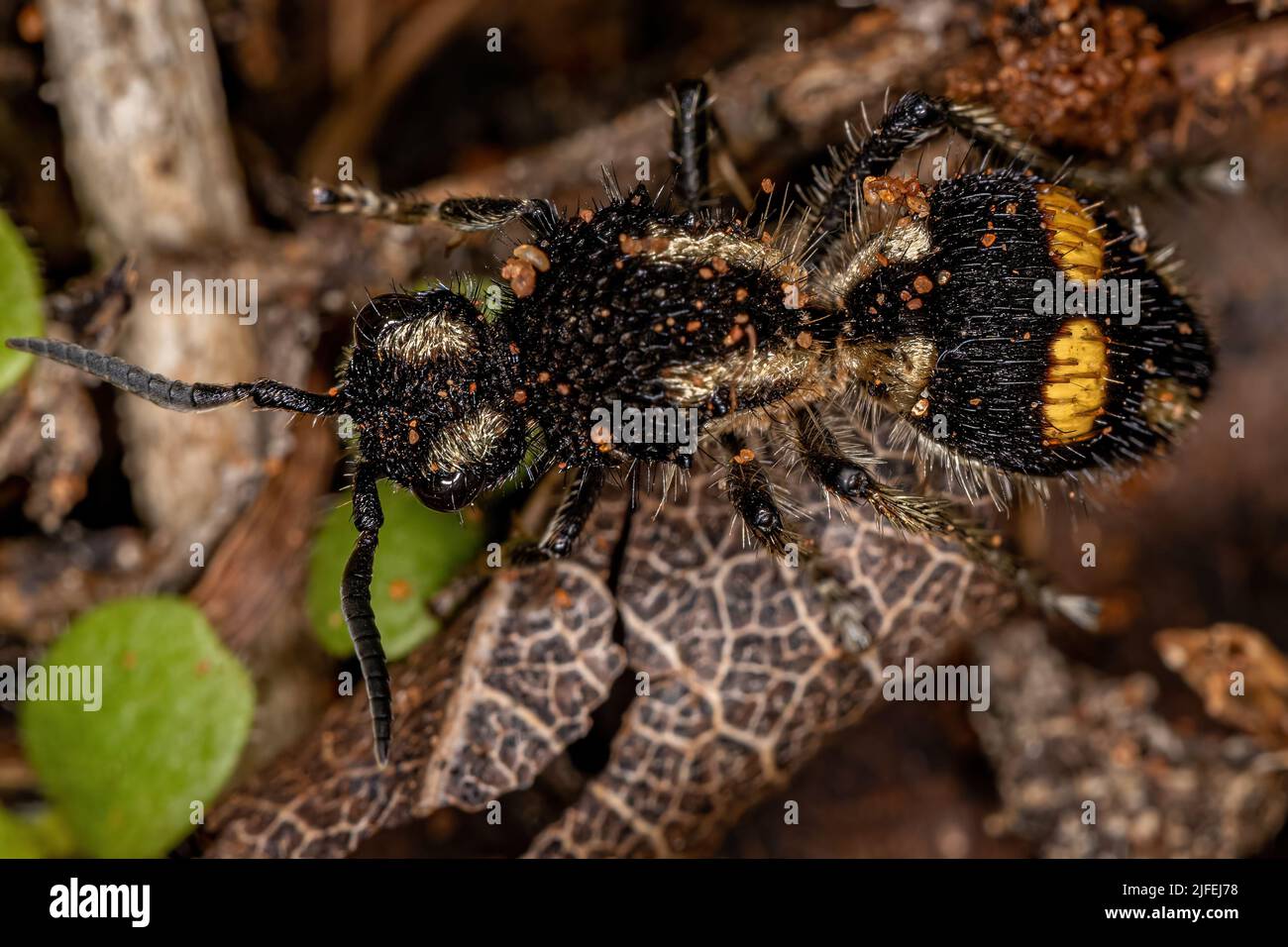 Adult Velvet Ant of the genus Hoplomutilla Stock Photo - Alamy