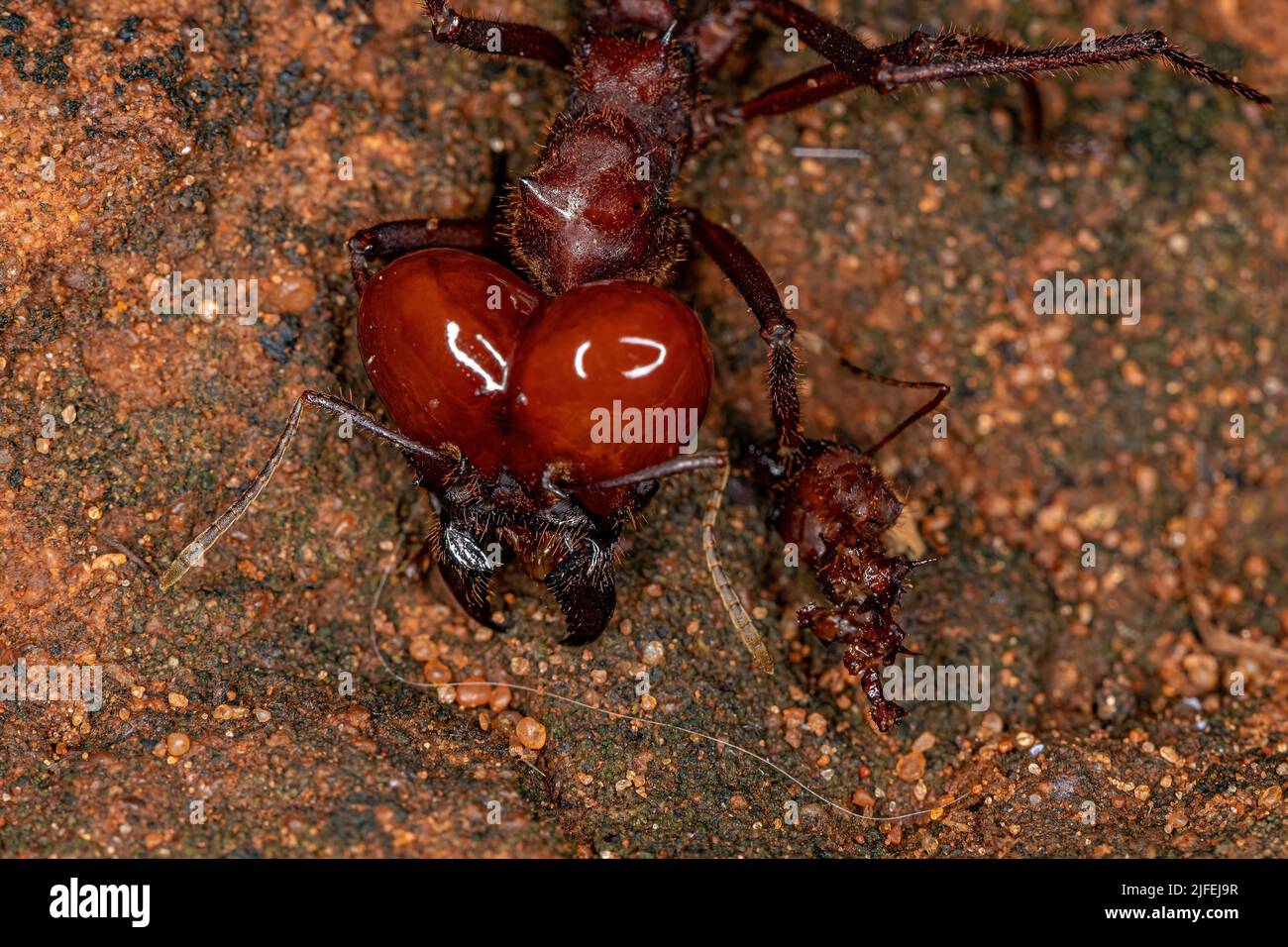 Atta Leaf-cutter Ant of the species Atta laevigata with a small dead ...
