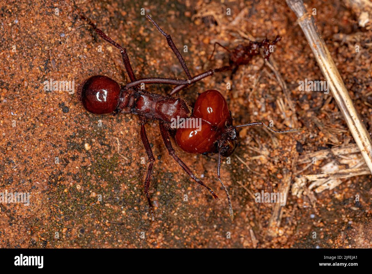 Atta Leaf-cutter Ant of the species Atta laevigata with a small dead ...