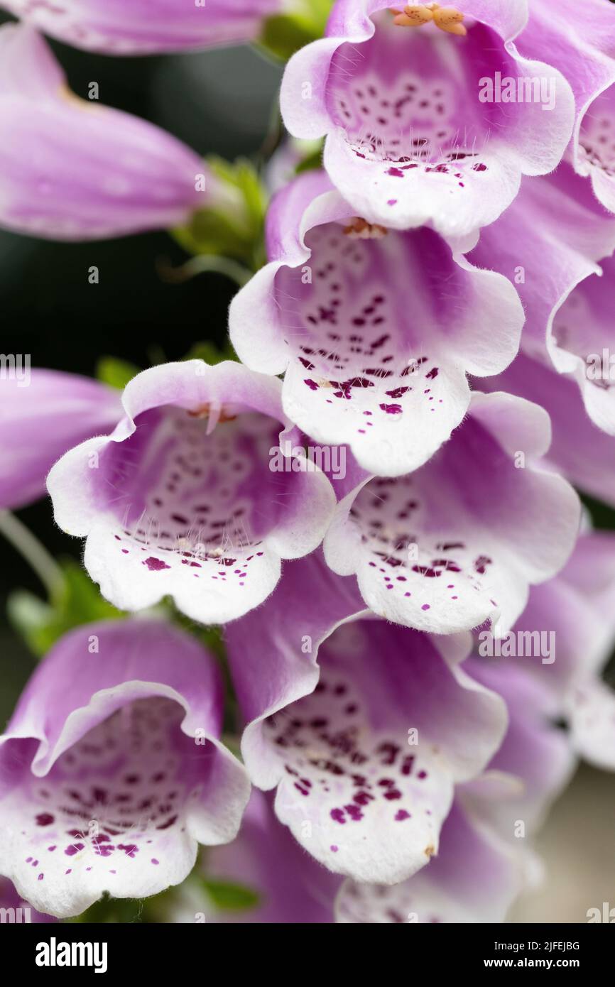 Foxglove dalmatian hi-res stock photography and images - Alamy