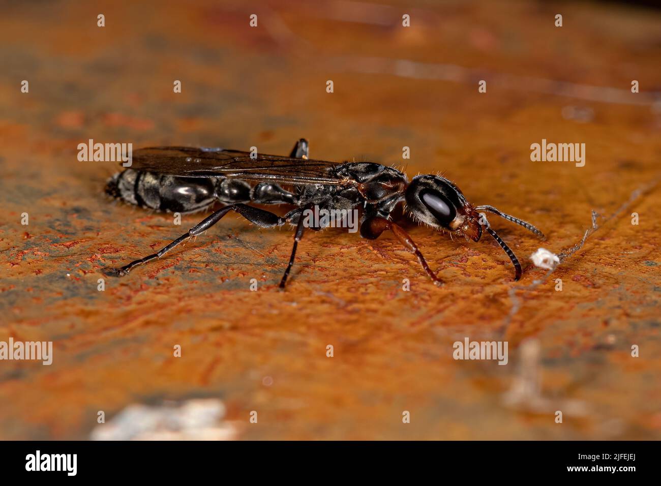 Adult Twig Queen Ant of the Genus Pseudomyrmex Stock Photo - Alamy