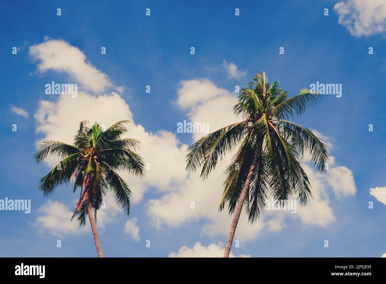 Summer nature scene. nice palm trees in the blue sunny sky Stock Photo ...