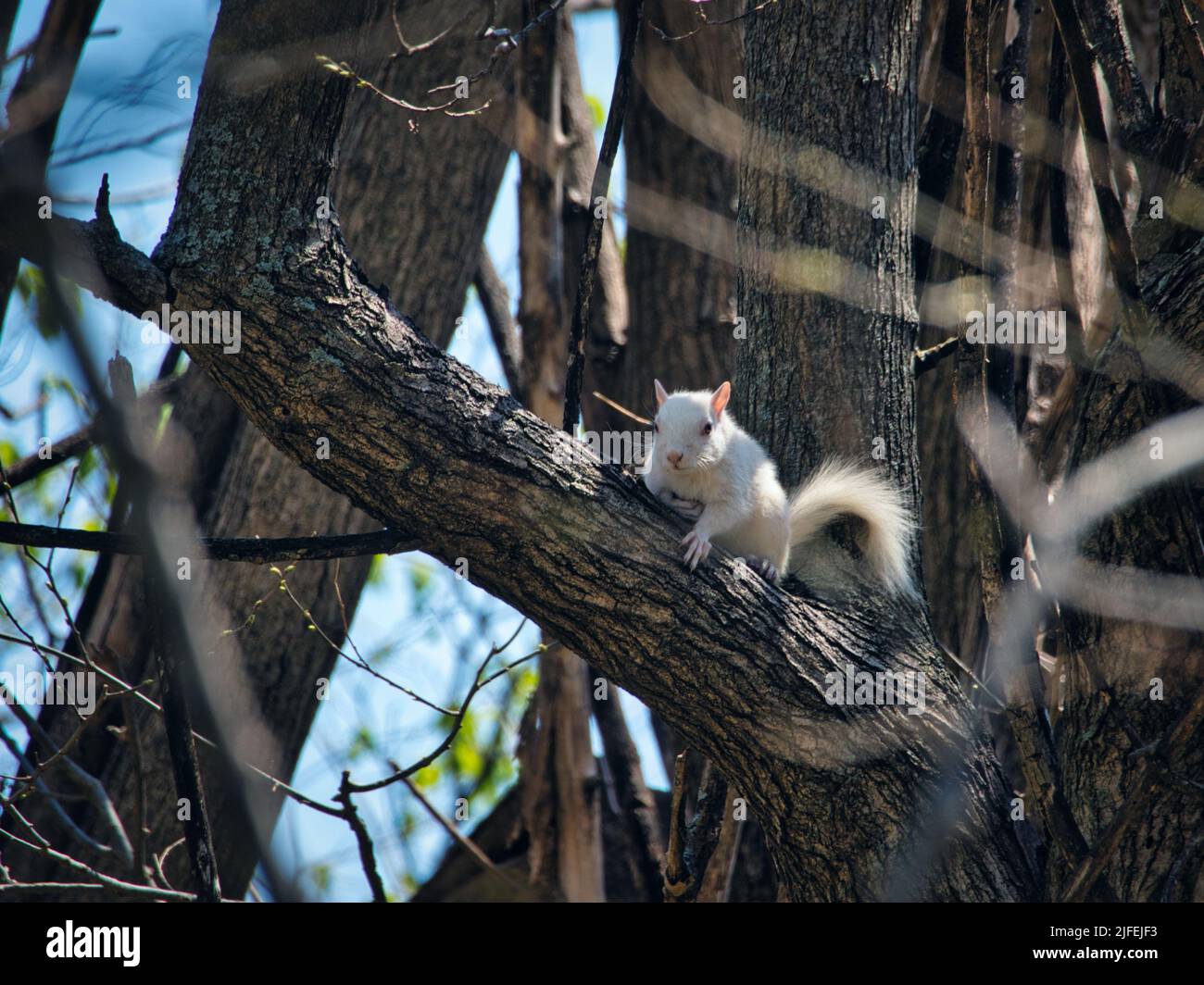 A white albino squirrel on the tree in Spring Hill, Kansas Stock Photo ...