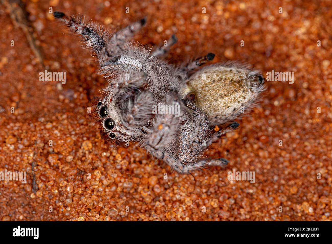 Small Jumping Spider of the Subtribe Freyina Stock Photo - Alamy