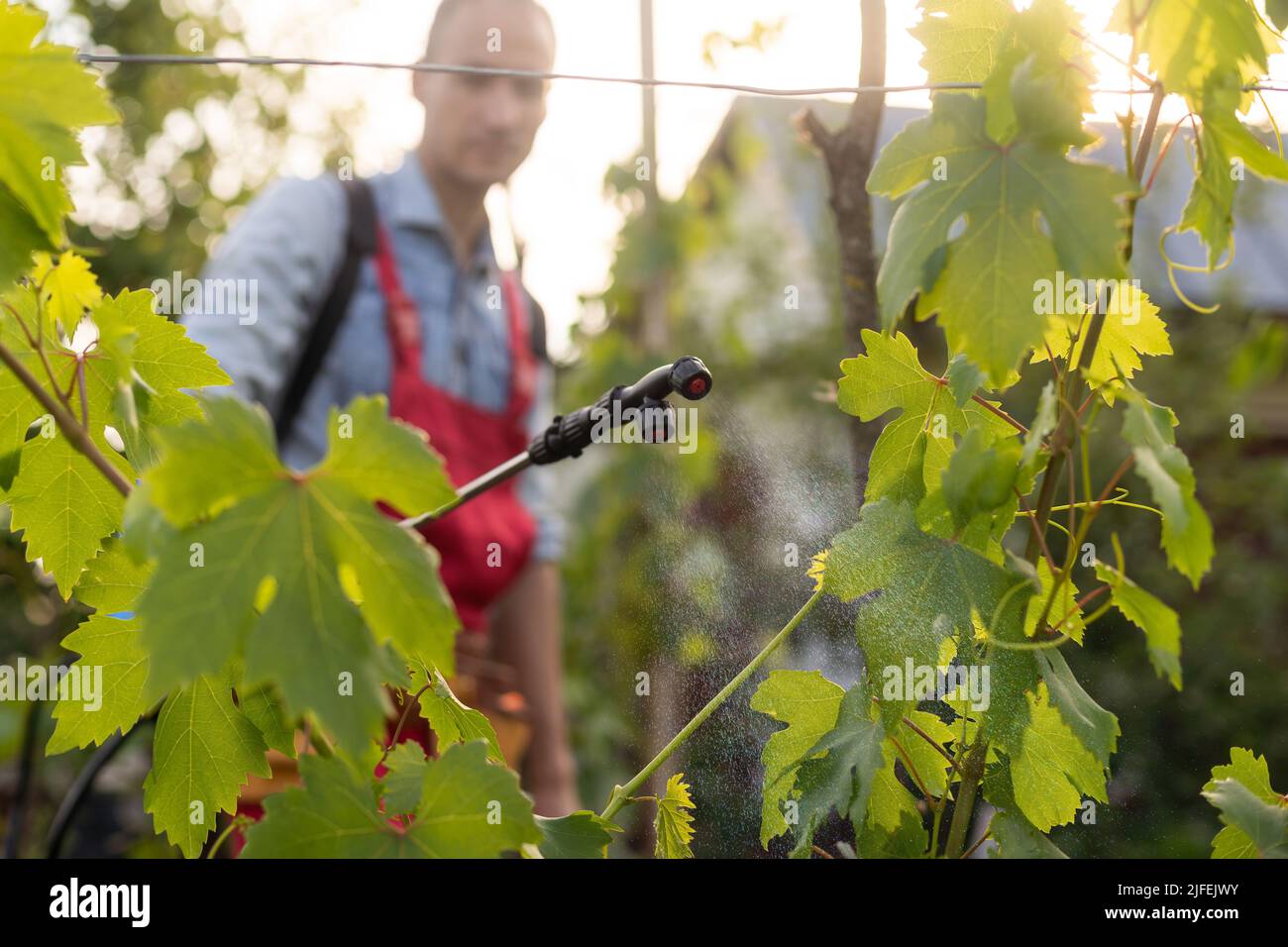 Man wearing professional workwear and spraying pesticides on the grape ...
