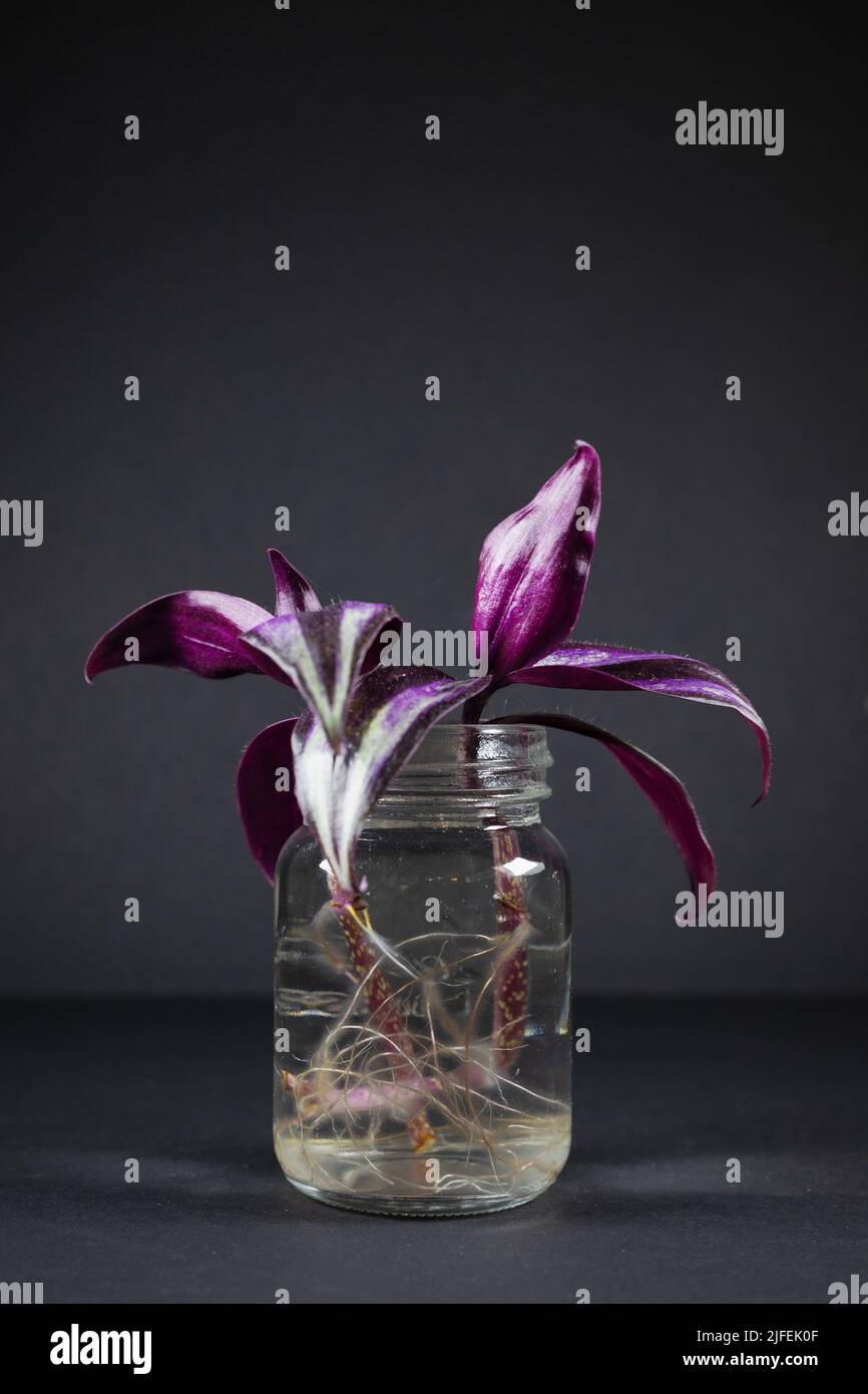 Tradescantia zebrina - inch plant - propagating in water Stock Photo ...