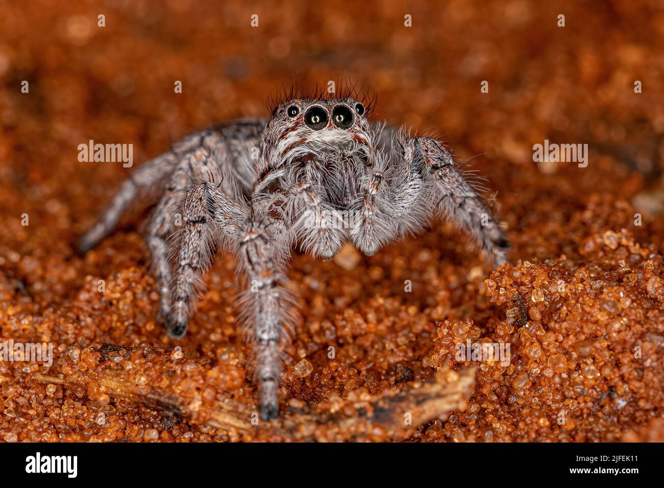 Small Jumping Spider of the Subtribe Freyina Stock Photo - Alamy