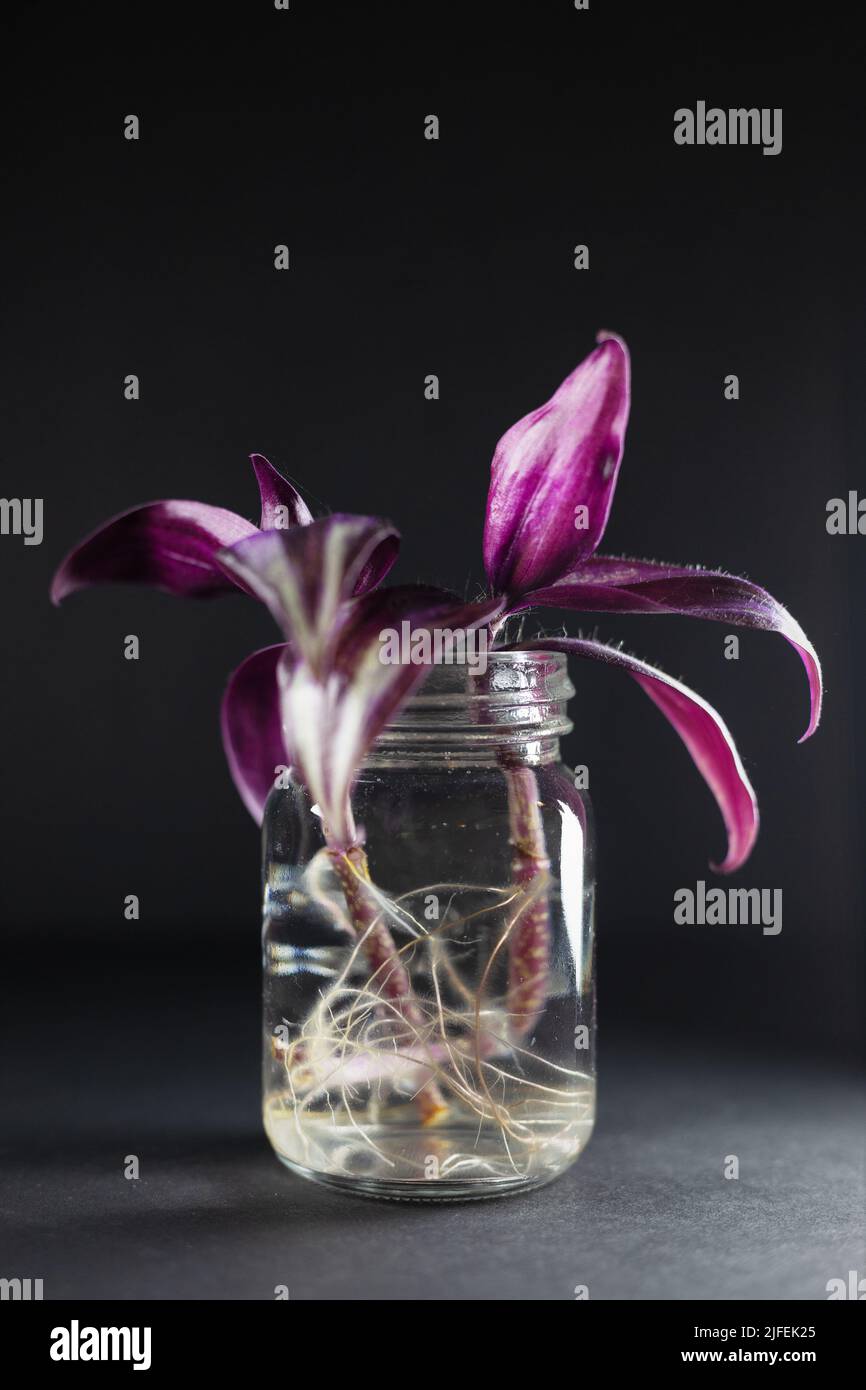 Tradescantia zebrina - inch plant - propagating in water Stock Photo ...