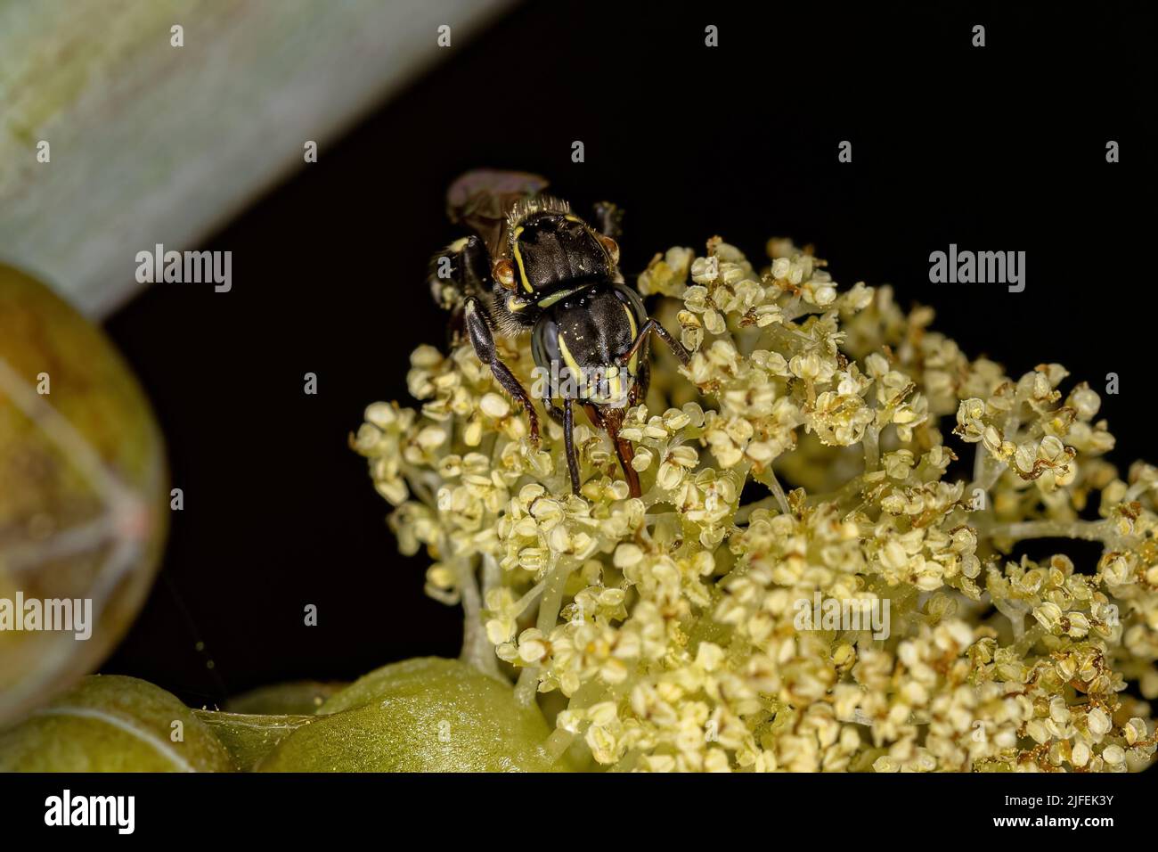 Adult Stingless Bee of the Genus Paratrigona on flower of castor bean ...