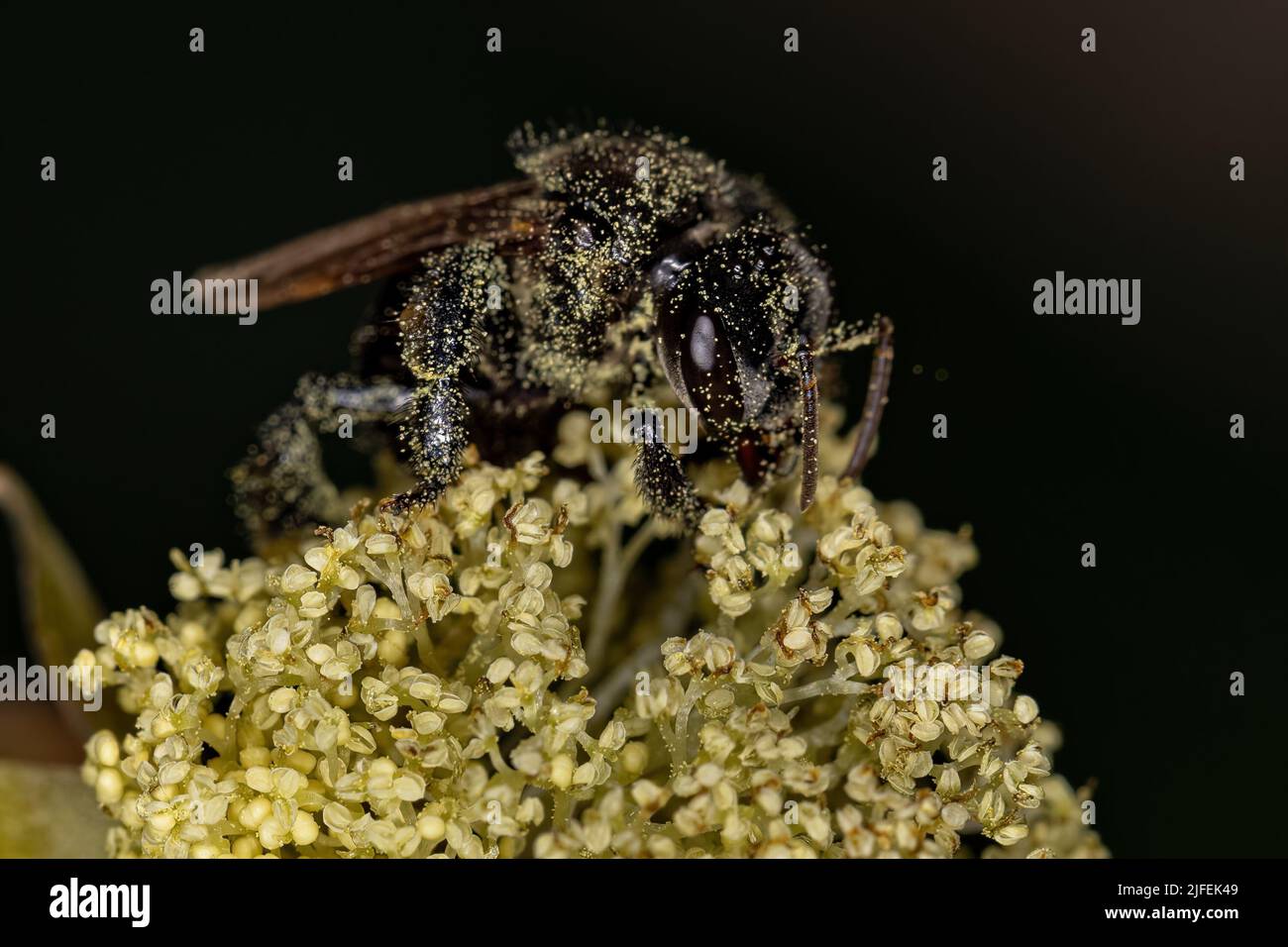 Adult Female Stingless Bee of the Genus Trigona on flower of castor ...