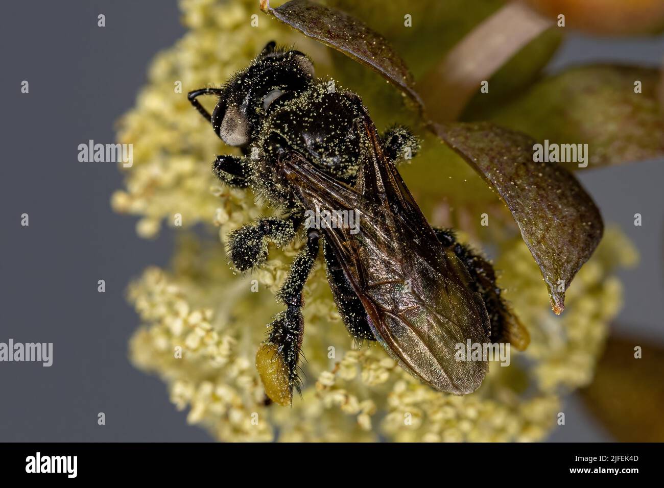 Adult Female Stingless Bee of the Genus Trigona on flower of castor ...