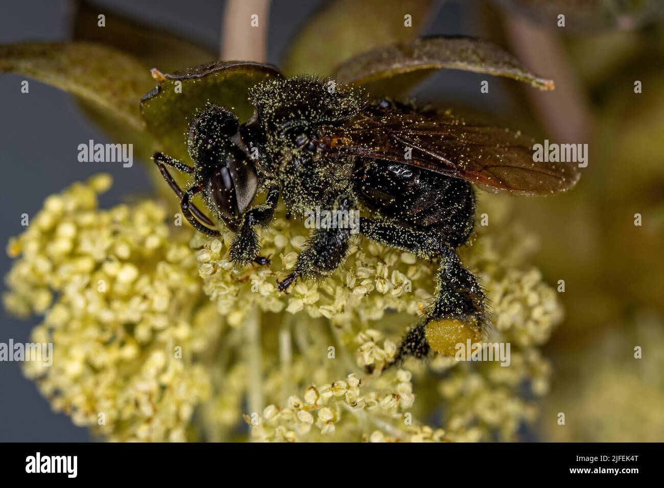Adult Female Stingless Bee of the Genus Trigona on flower of castor ...