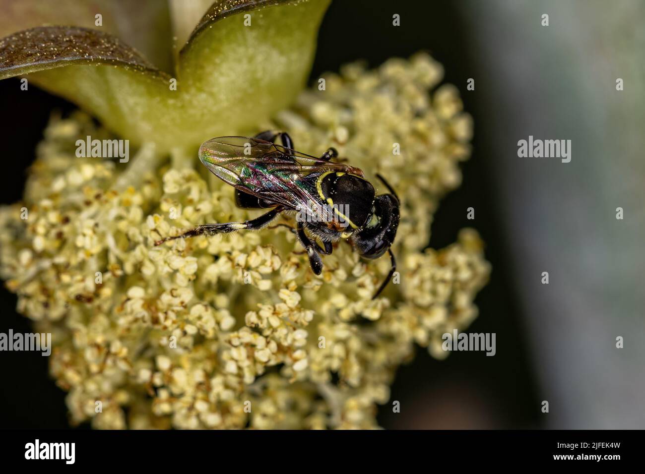 Adult Stingless Bee of the Genus Paratrigona on flower of castor bean ...