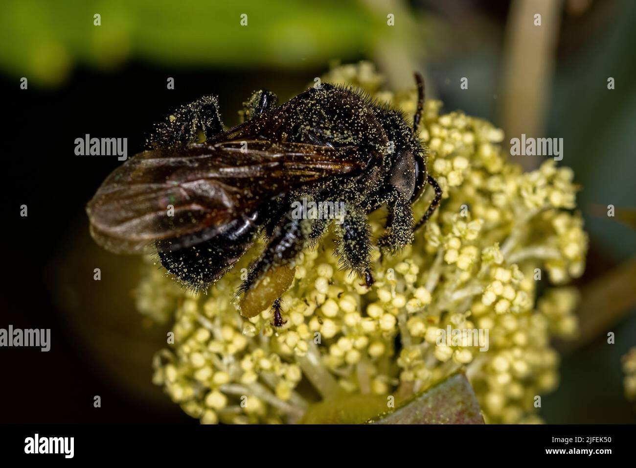 Adult Female Stingless Bee of the Genus Trigona on flower of castor ...