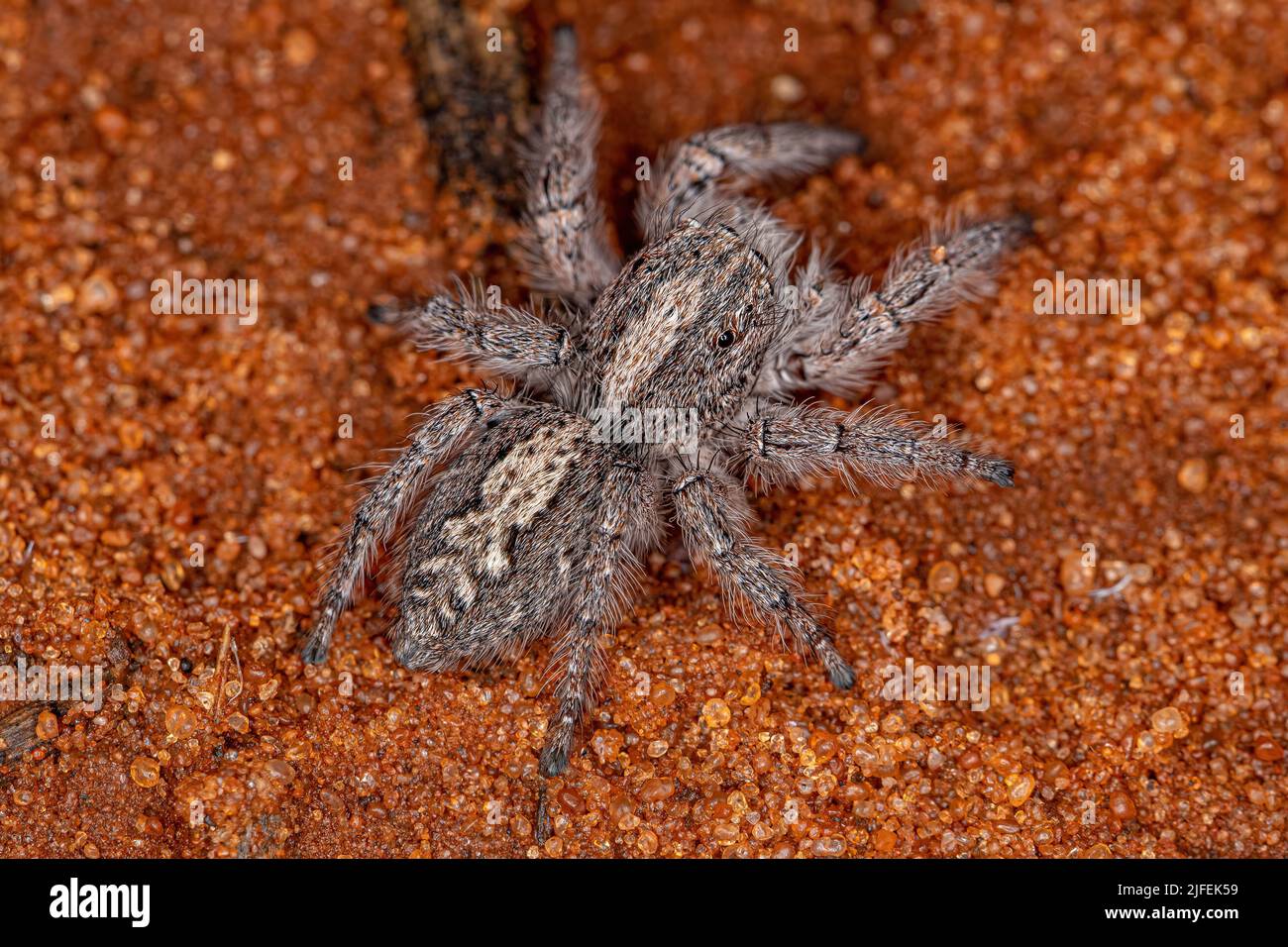 Small Jumping Spider of the Subtribe Freyina Stock Photo - Alamy