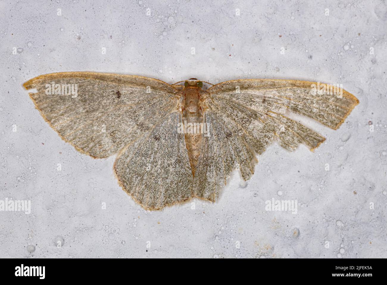 Adult Geometer Moth of the Family Geometridae Stock Photo - Alamy