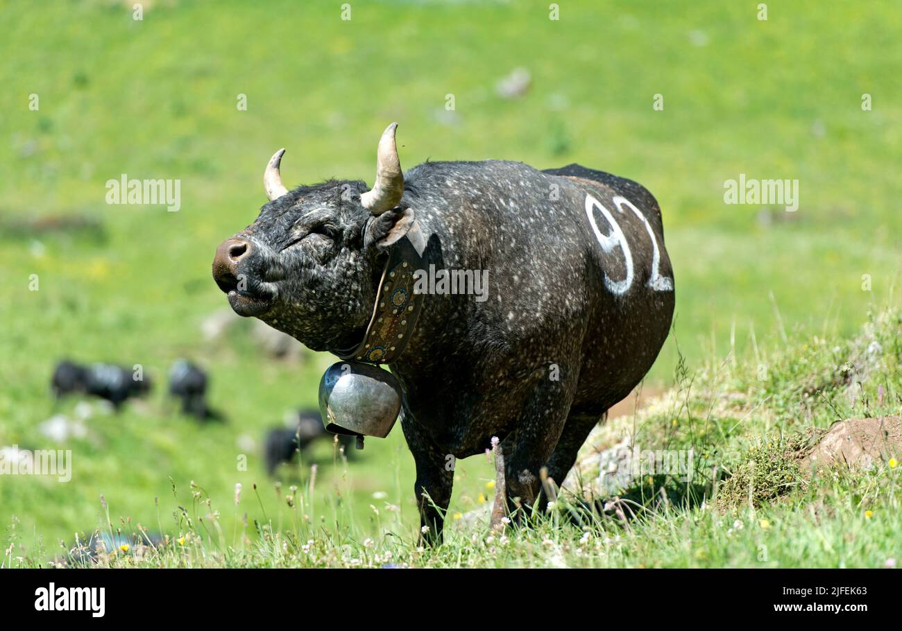 Roaring Eringer fighting cow, Herens, also Eringer, cattle breed, at a ...