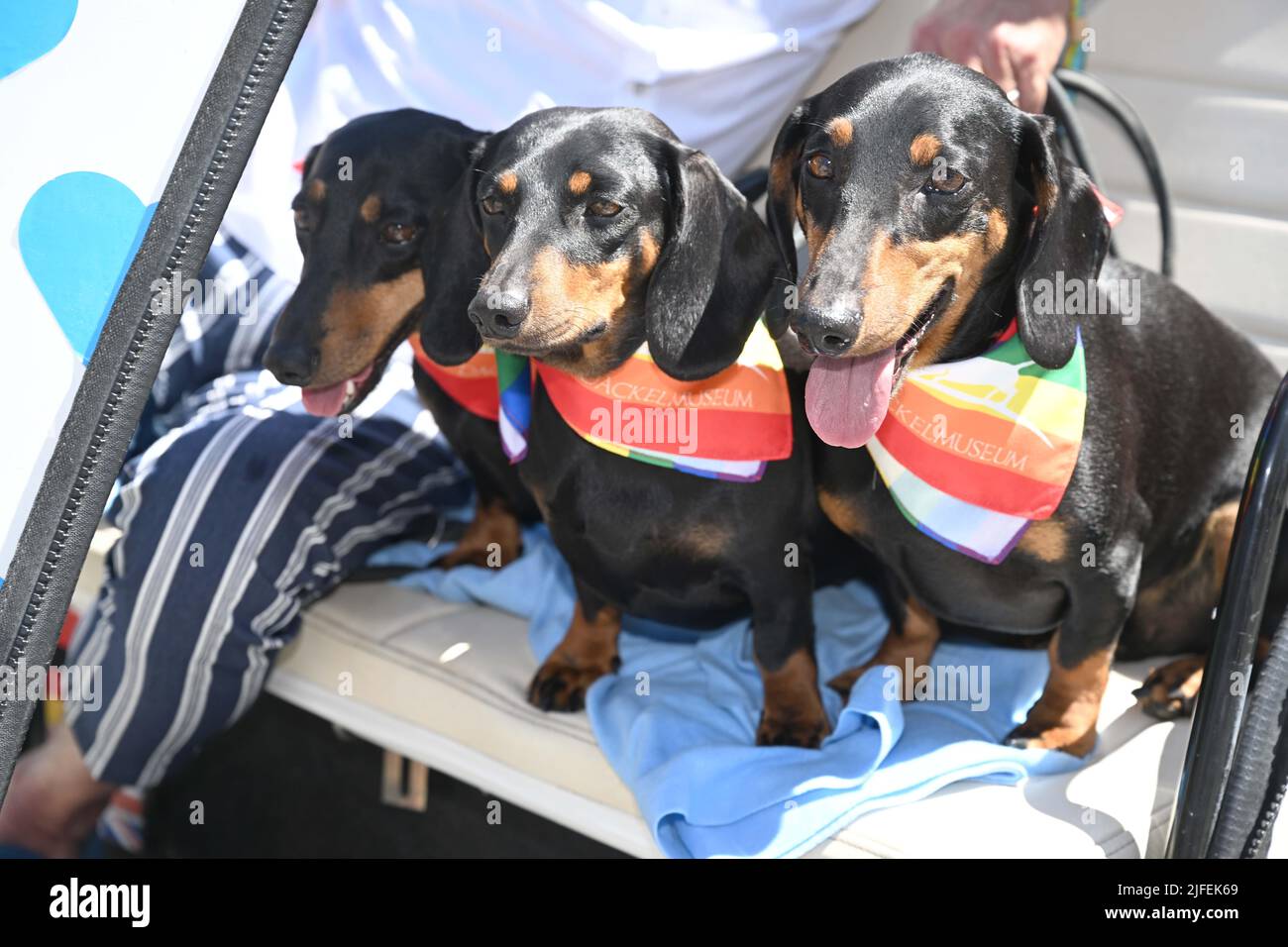 Munich, Germany. 02nd July, 2022. Dachshunds sit in a bicycle during a ...