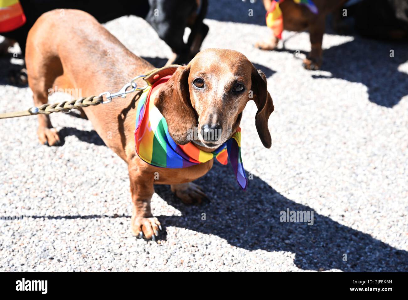 Munich, Germany. 02nd July, 2022. A dachshund walks in a parade as part ...
