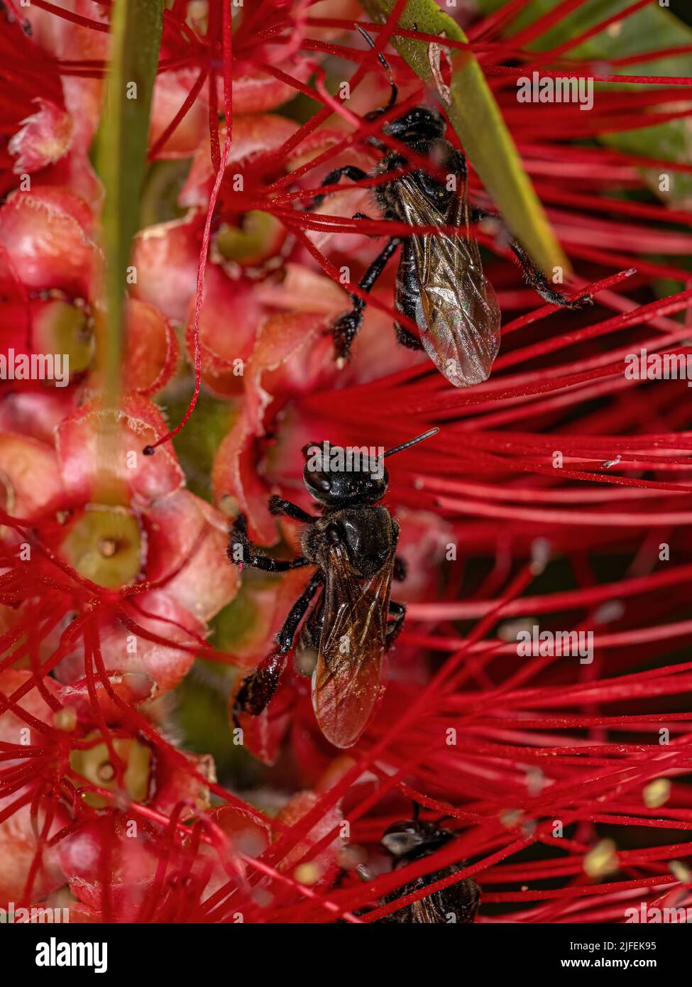 Female stingless bee hi-res stock photography and images - Alamy