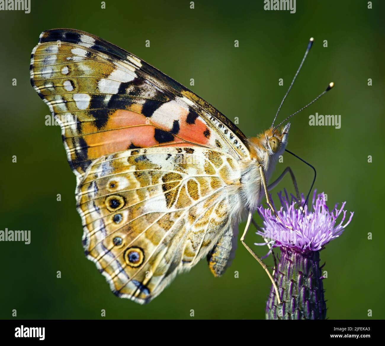 Painted Lady Butterfly Stock Photo - Alamy