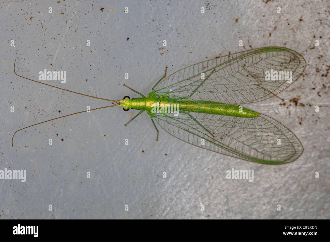 Adult Typical Green Lacewing of the Genus Ceraeochrysa Stock Photo - Alamy