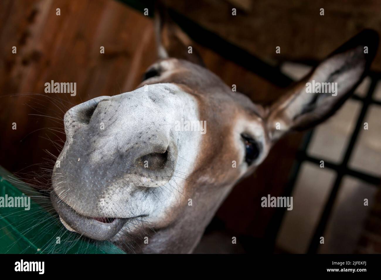 closeup of a donkey in the stable Stock Photo - Alamy