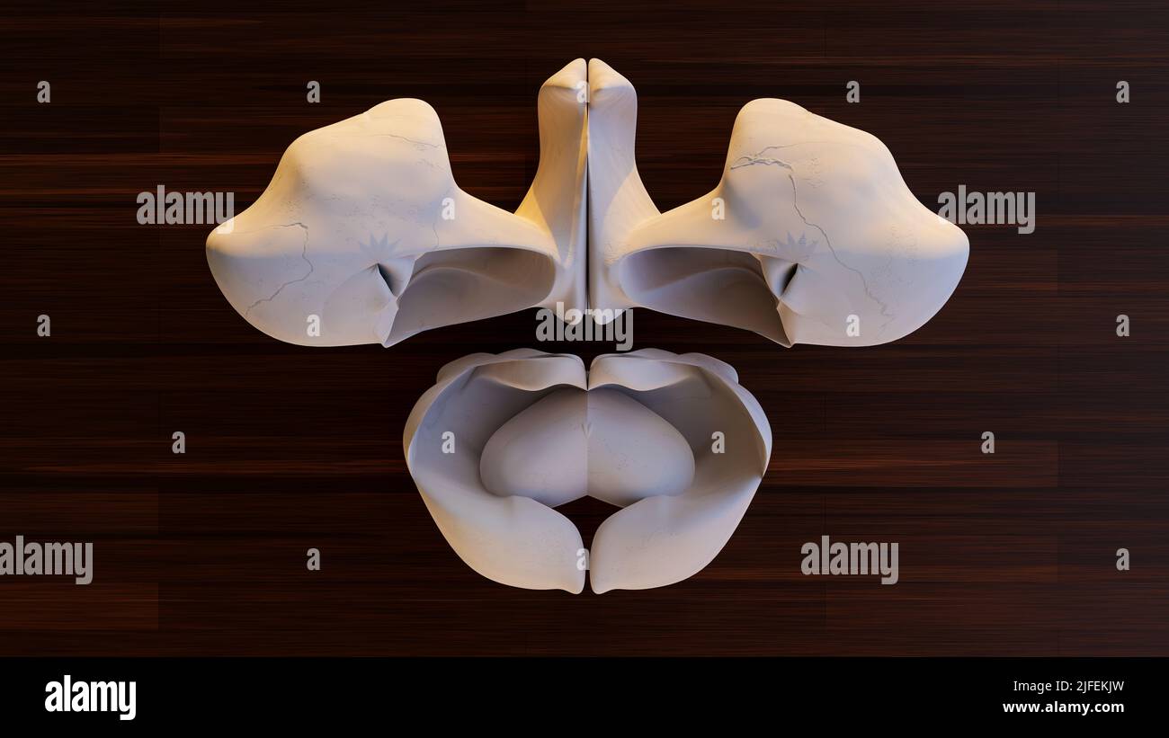 Weird specimen hi-res stock photography and images - Alamy