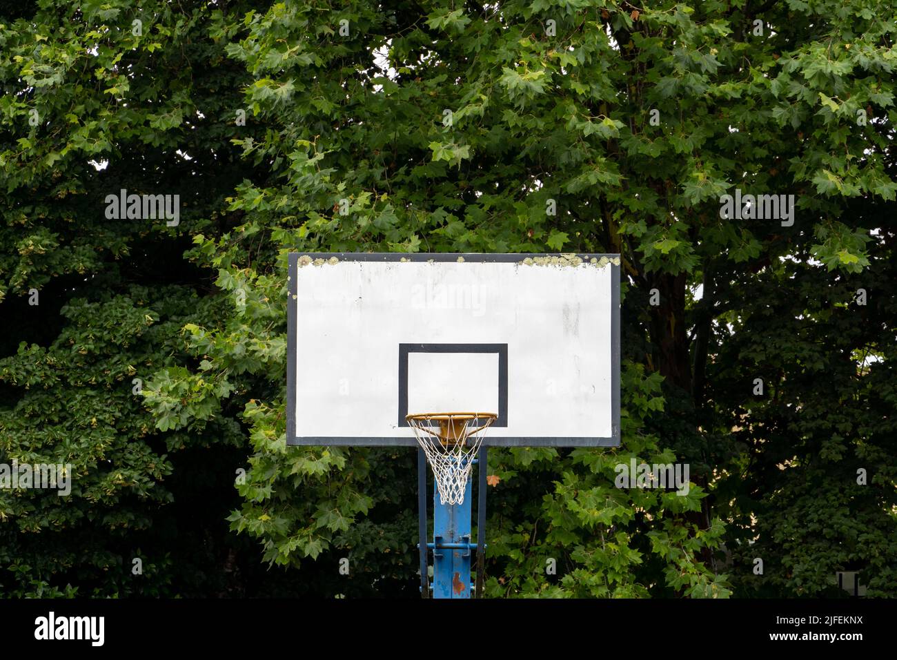 Basketball hoop in a forest Stock Photo - Alamy