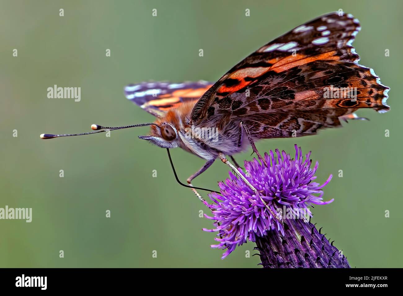 Painted Lady Butterfly Stock Photo - Alamy