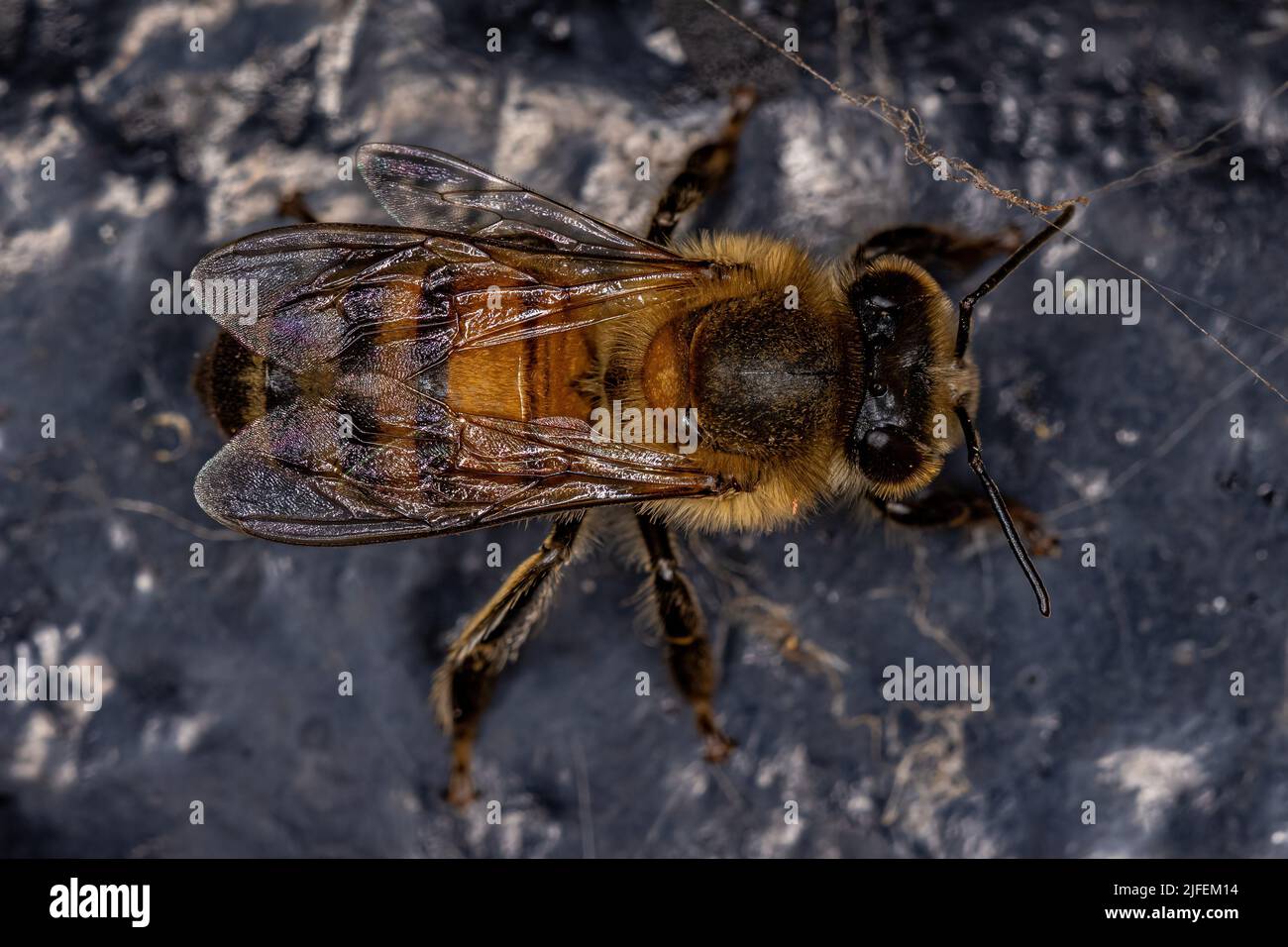 Adult Female Western Honey Bee of the species Apis mellifera Stock ...