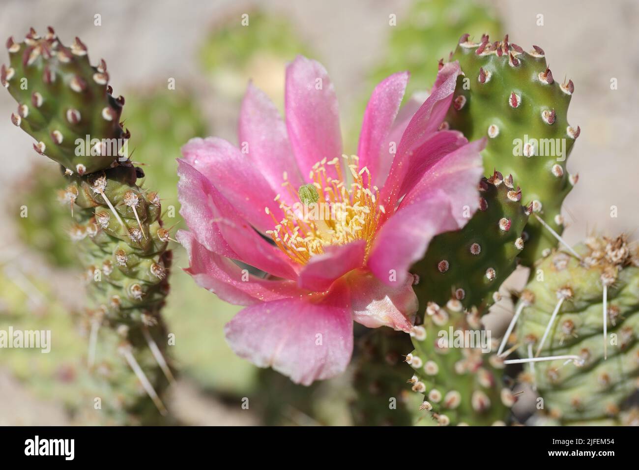 Arizona prickly cactus pink bloom hi-res stock photography and images ...