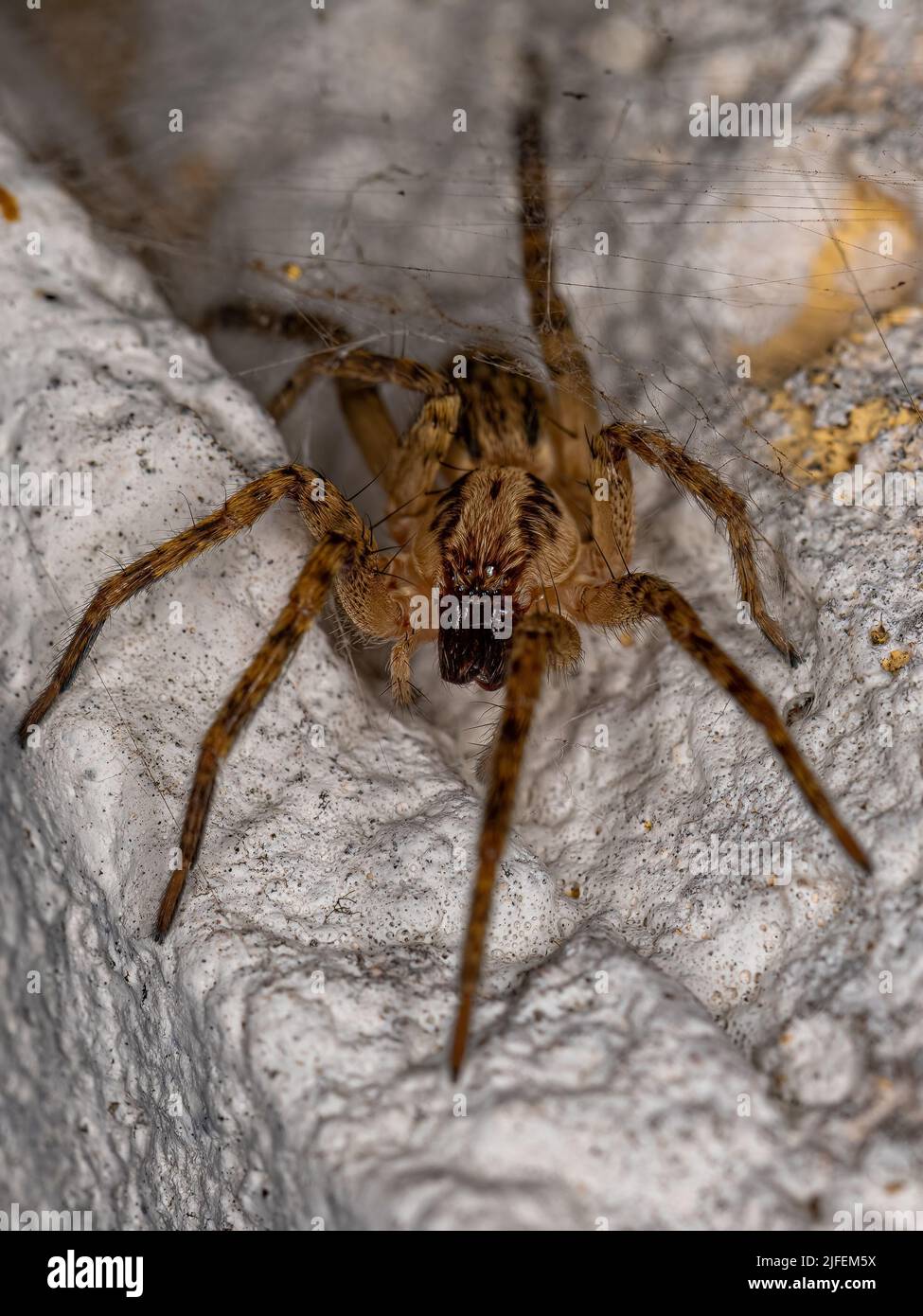 Small Ghost Spider of the Family Anyphaenidae Stock Photo - Alamy