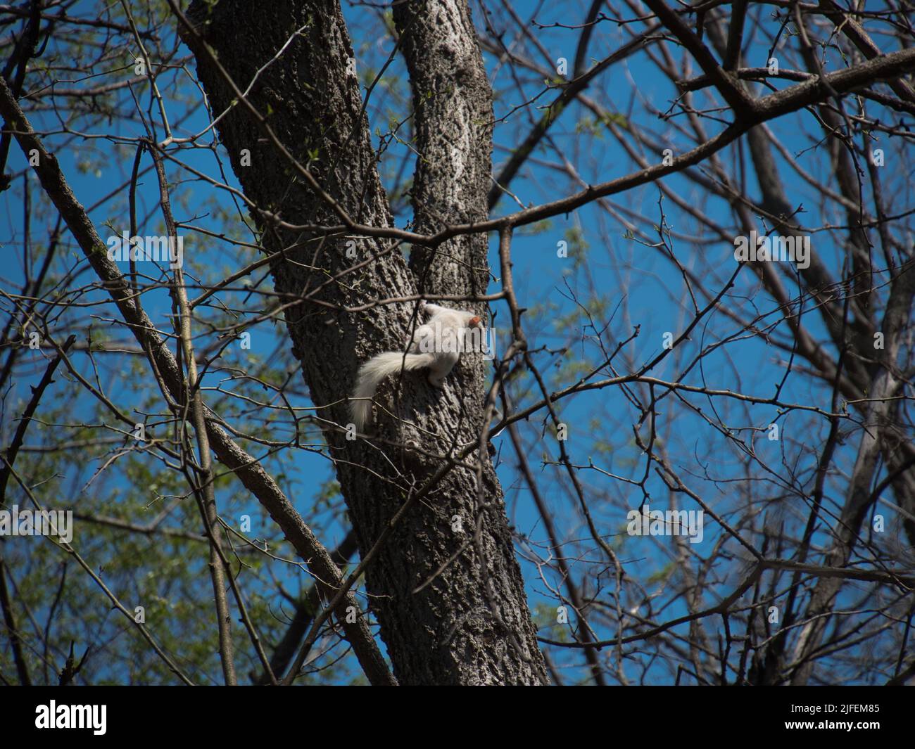 A cute white squirrel jumping on the tree in Spring Hill, Kansas Stock ...