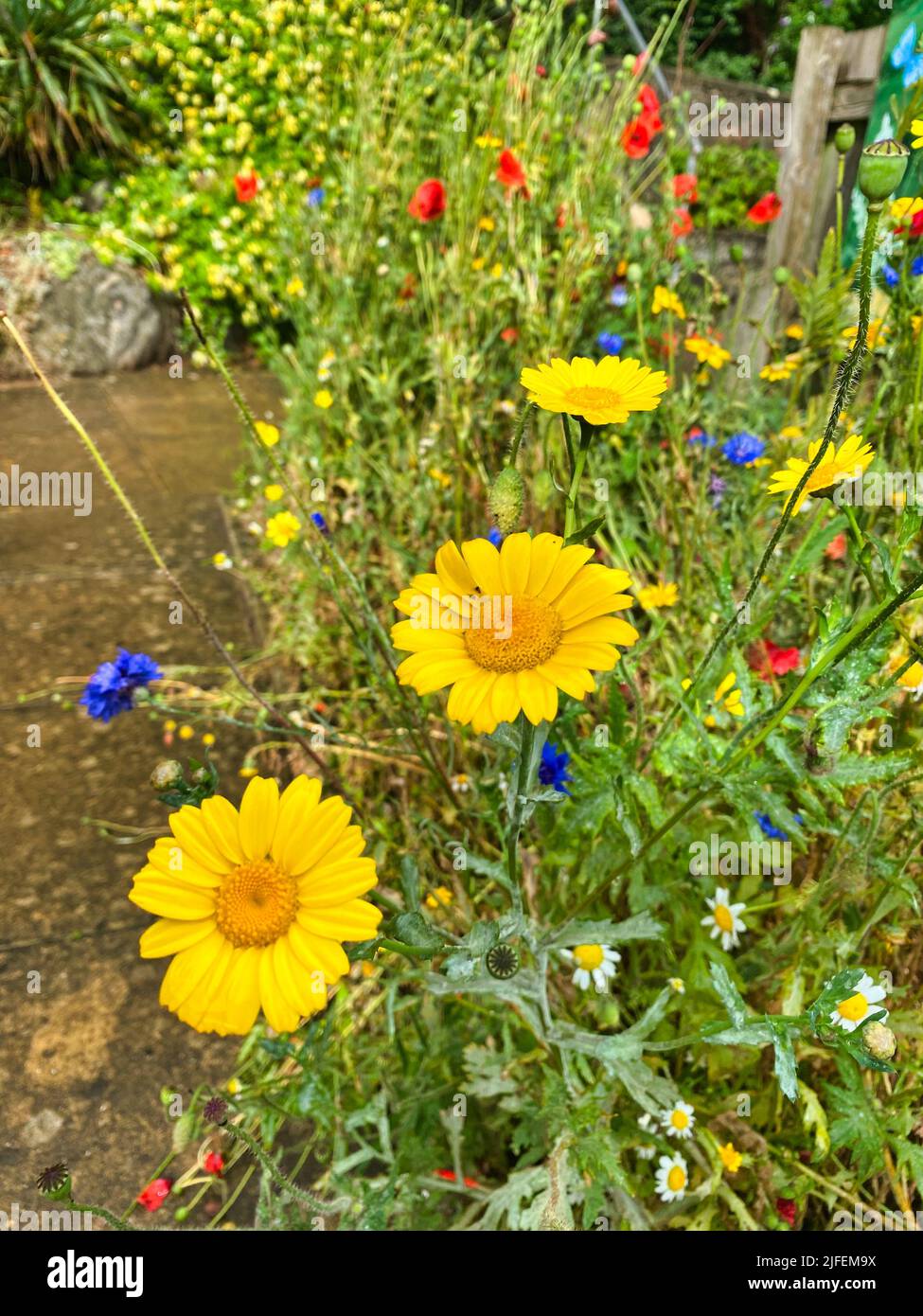 Colourful summer flowers Stock Photo - Alamy