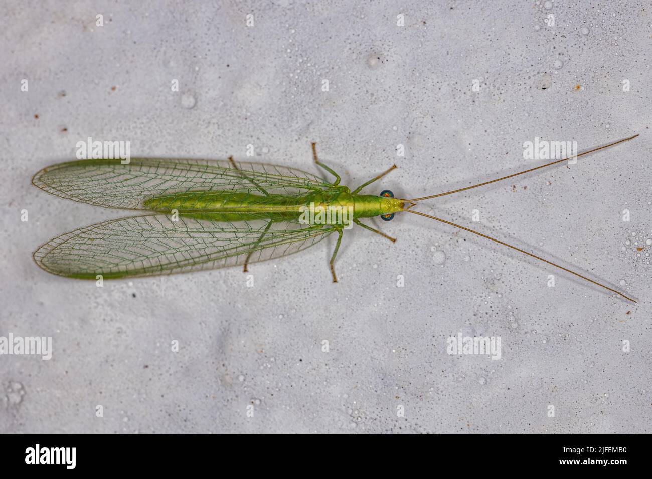 Adult Typical Green Lacewing of the Genus Ceraeochrysa Stock Photo - Alamy