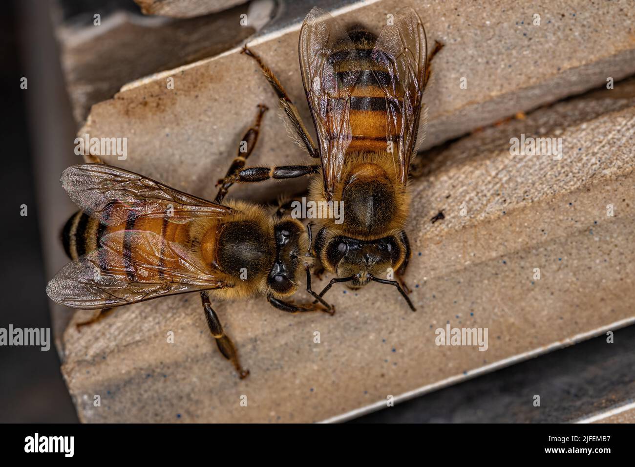 Adult Female Western Honey Bee of the species Apis mellifera Stock ...