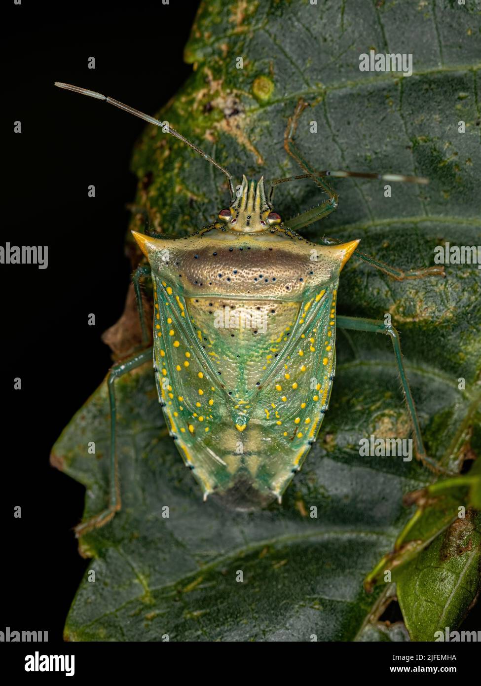 adult White spotted Arvelius stink bug of the species Arvelius ...