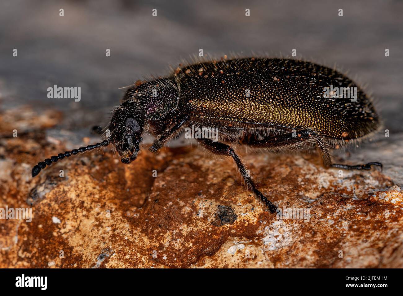 Adult Long-jointed Beetle of the species Lagria villosa Stock Photo - Alamy