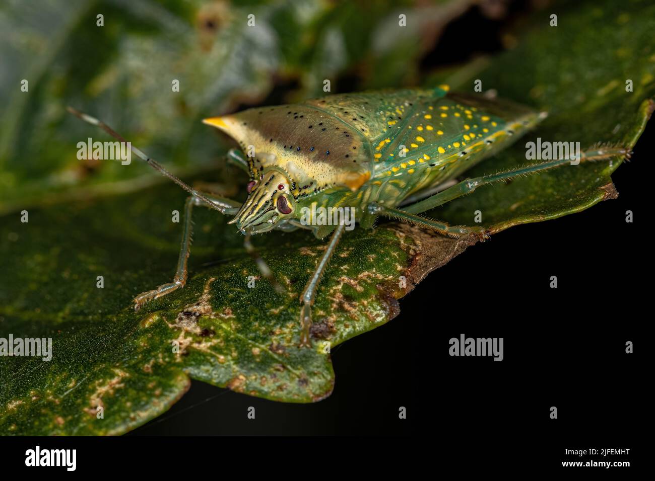 adult White spotted Arvelius stink bug of the species Arvelius ...