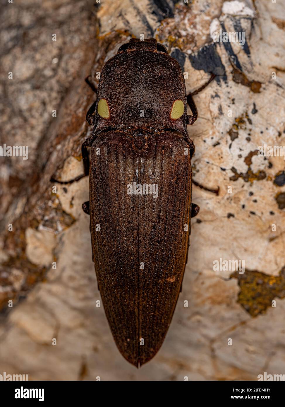 Adult Fire Click Beetle of the Genus Pyrophorus Stock Photo - Alamy