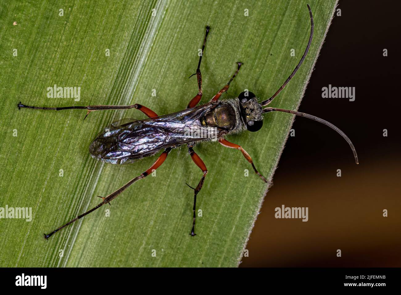 Pompilidae hi-res stock photography and images - Alamy