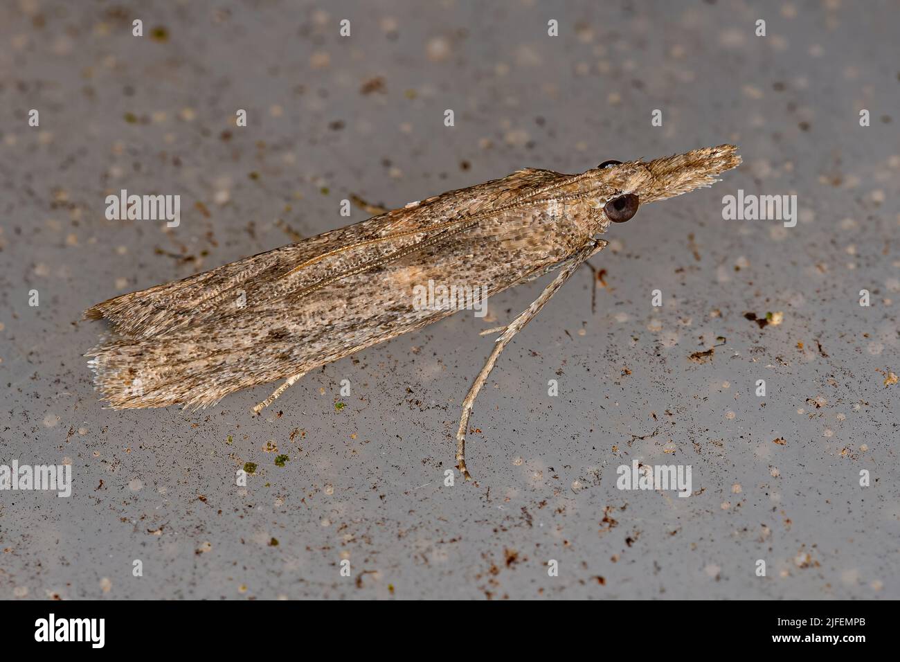 Adult Pyralid Snout Moth of the Family Pyralidae Stock Photo - Alamy
