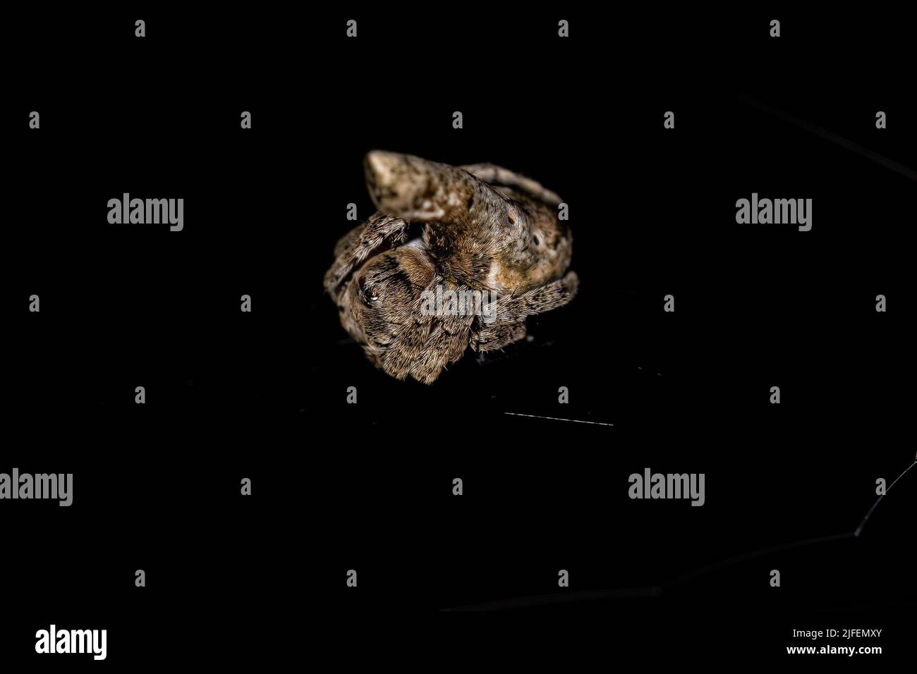 Wixia abdominalis hi-res stock photography and images - Alamy