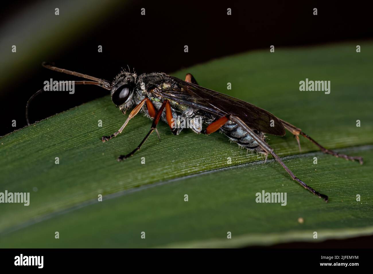 Adult Spider Wasp of the Family Pompilidae Stock Photo - Alamy