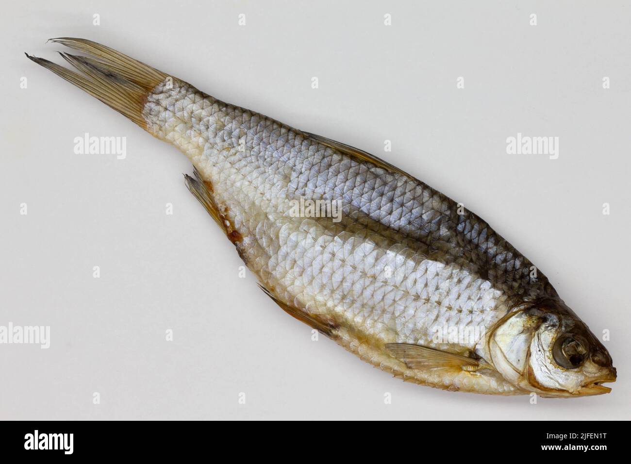Dried fish on white background. Big dried sea roach. Salted vobla from ...