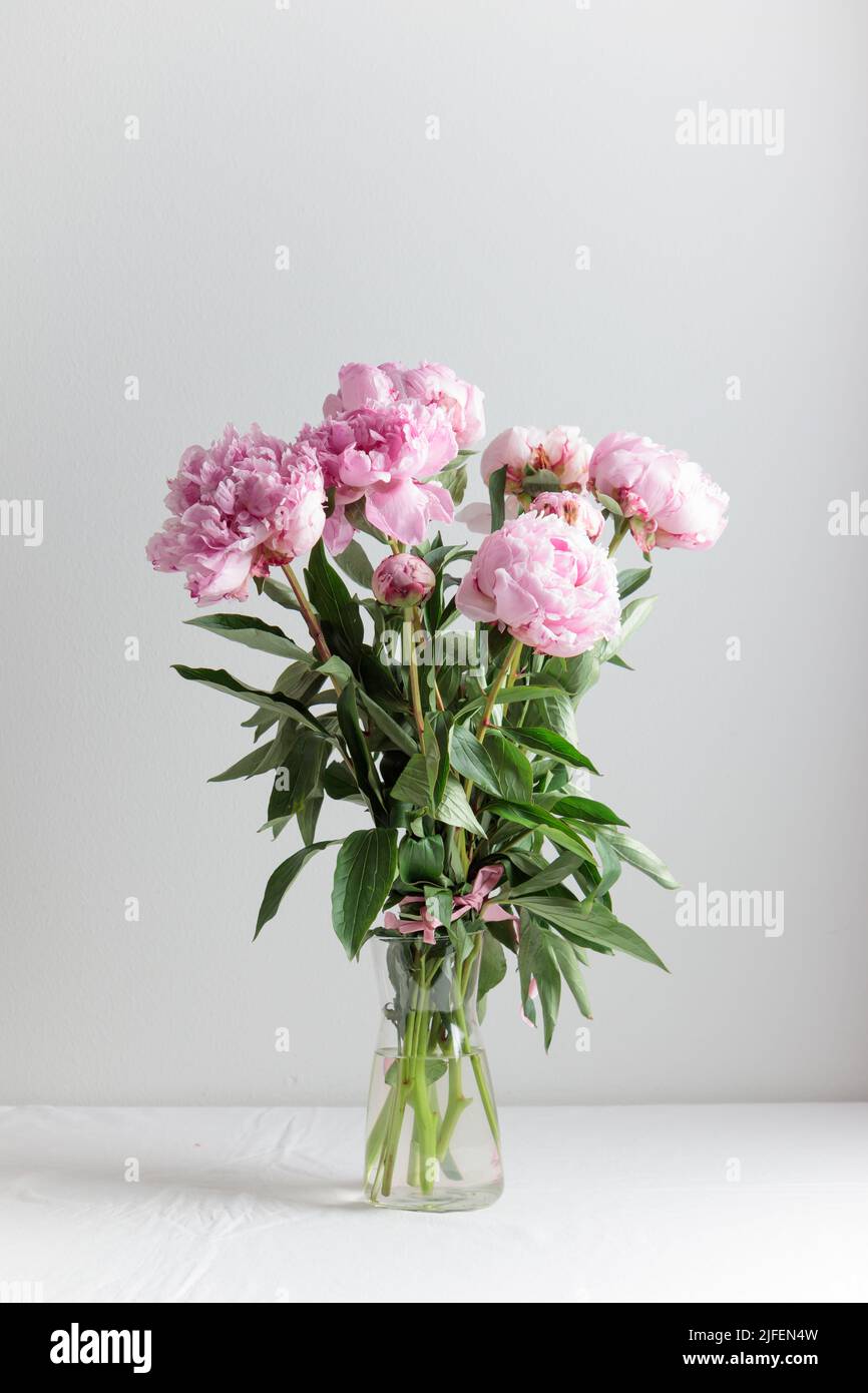 Beautiful bunch of fresh Pastel Pink peonies in full bloom in vase with ...