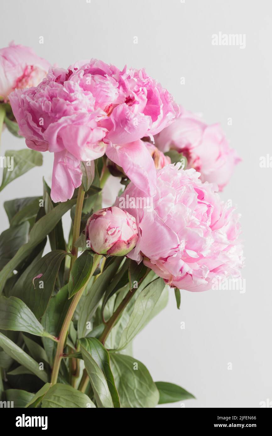 Beautiful bunch of fresh Pastel Pink peonies in full bloom in vase with ...