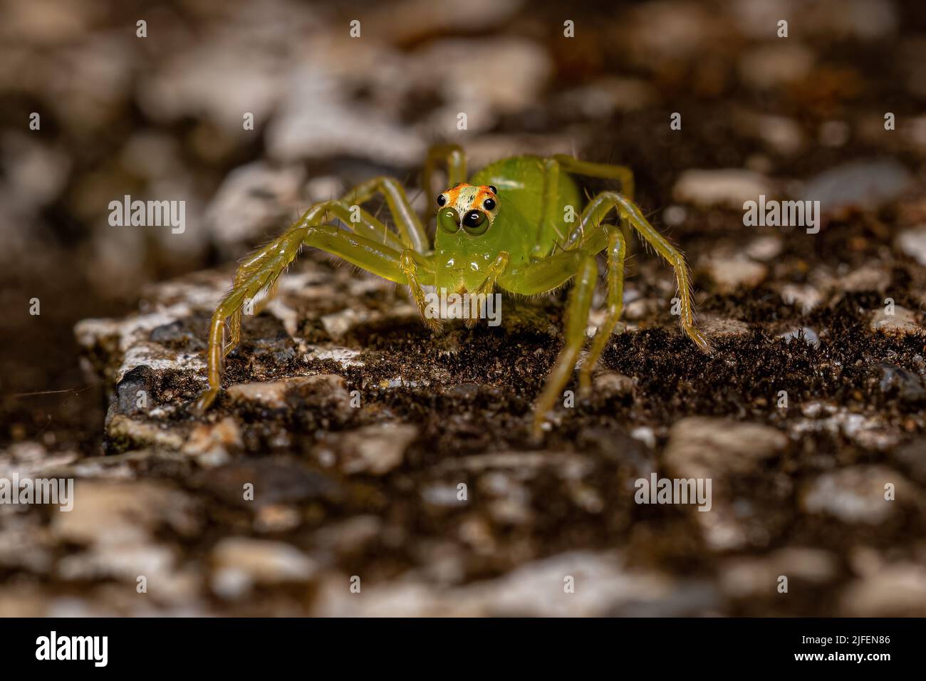 Adult Female Translucent Green Jumping Spider of the Genus Lyssomanes ...